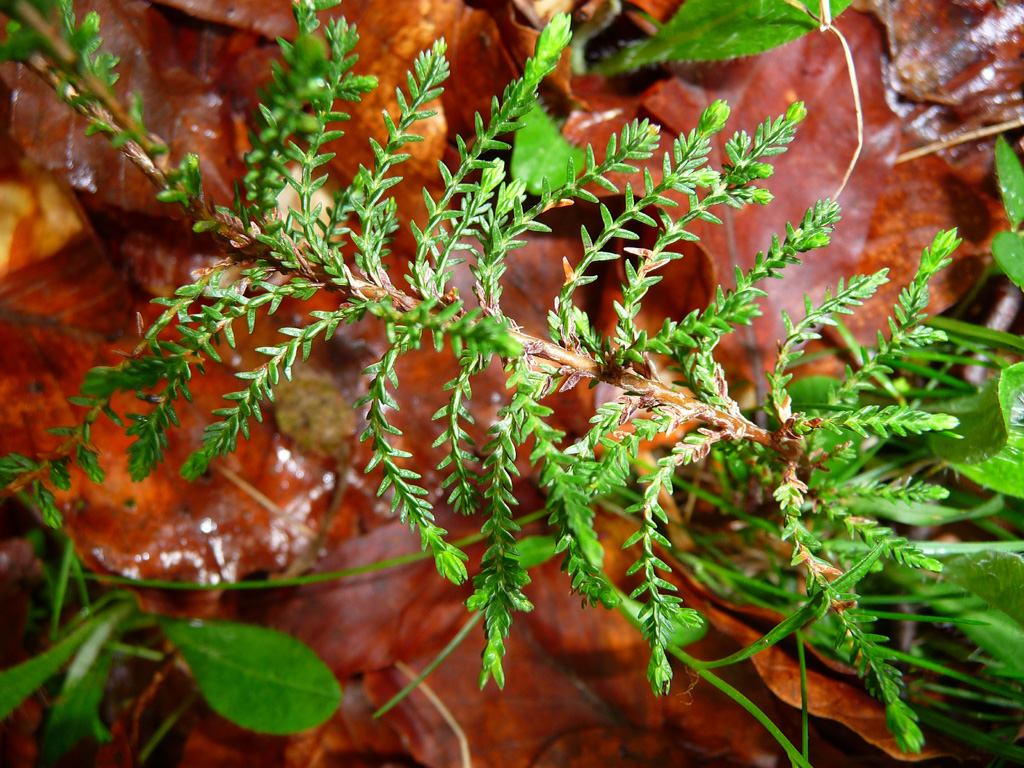 Photographie de Callune, calluna vulgaris, éricacées réalisée par Denis ...