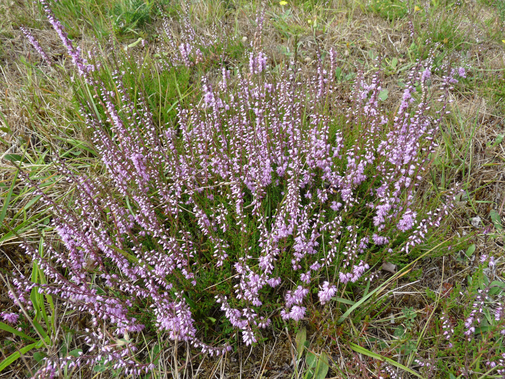 Photographie de Callune, calluna vulgaris, éricacées réalisée par Denis ...