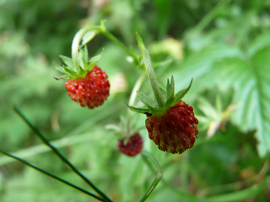 Fruits (fraises) comestibles. Agrandir dans une nouvelle fenêtre (ou ...