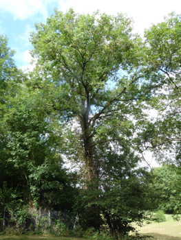 Agrandir dans une nouvelle fenêtre (ou onglet)