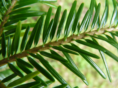 Feuilles de 15 à 30 mm de long disposées sur 2 rangs dans un même plan ...