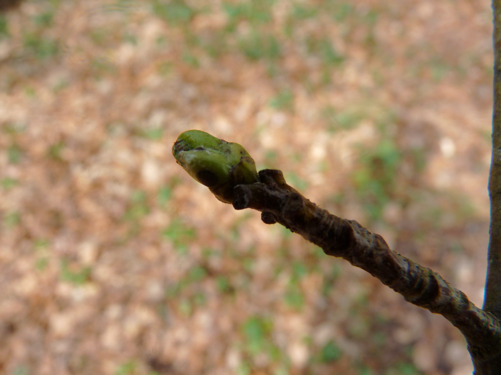Photographie d'Alisier torminal, Sorbus torminalis, rosacées prise par ...