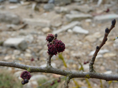 Fleurs rouges sessiles et formant des bouquets latéraux au mois de mars ...