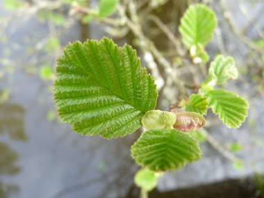 Feuilles alternes et globalement arrondies, ovoïdes, échancrées au ...