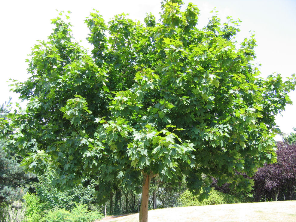 Photographie d'érable plane, acer platanoides, acéracées réalisée par ...
