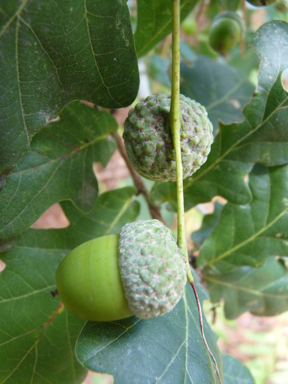 Photographie de Chêne pédonculé, quercus robur, fagacées réalisée par ...
