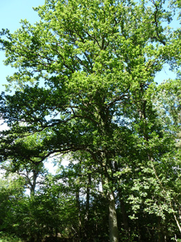 Chêne sessile, Quercus petraea, FAGACÉES, description et photographies ...