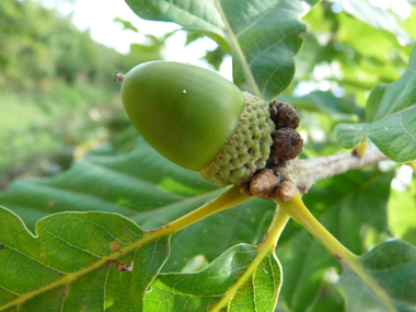 Chêne sessile, Quercus petraea, FAGACÉES, description et photographies ...