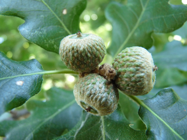 Chêne sessile, Quercus petraea, FAGACÉES, description et photographies ...