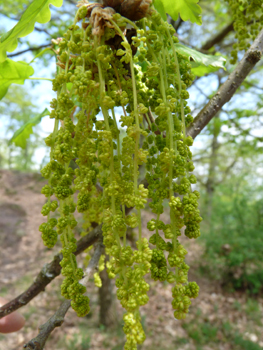 Chêne sessile, Quercus petraea, FAGACÉES, description et photographies ...