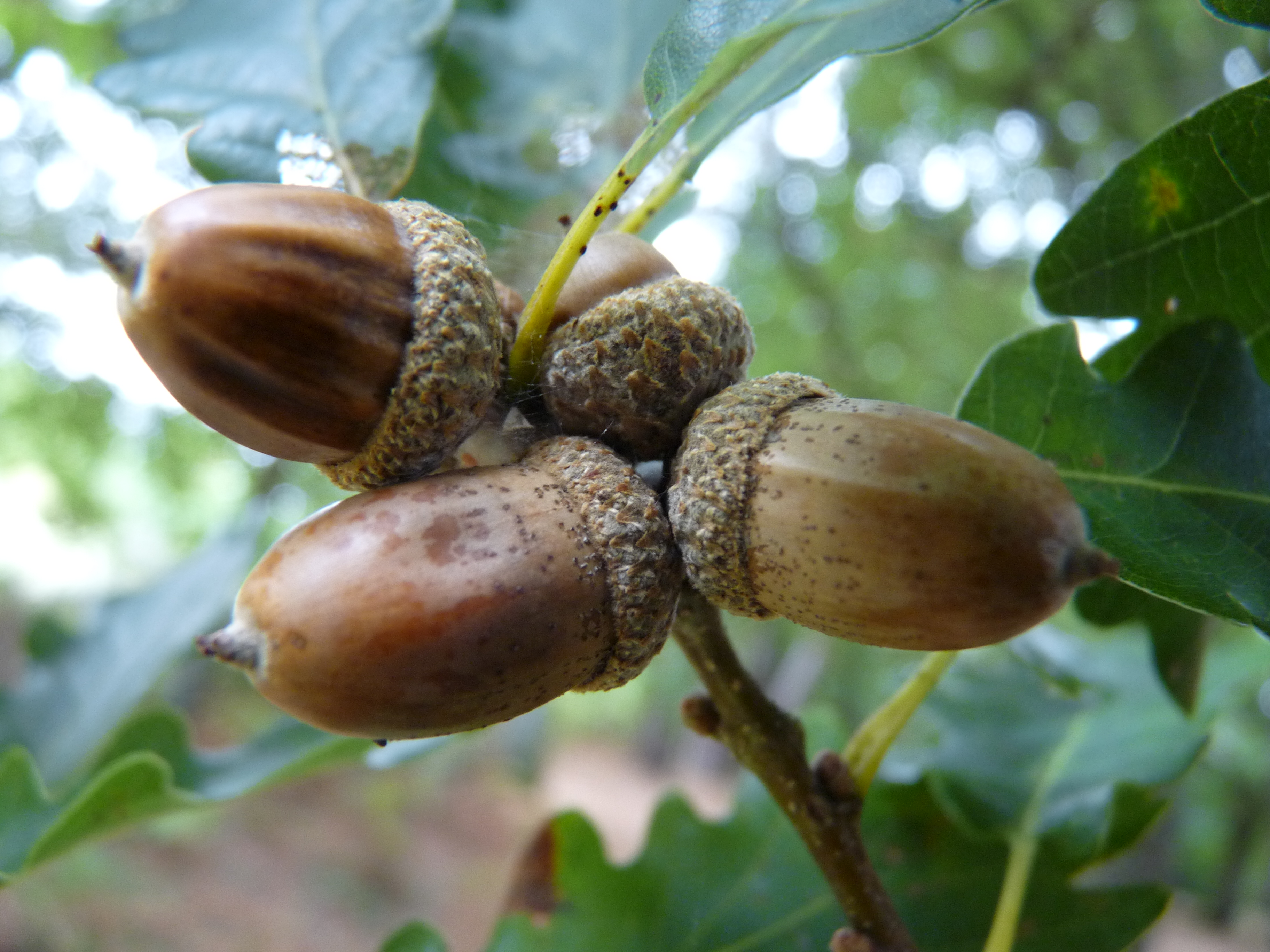Photographie de Chêne sessile, Quercus petraea, fagacées prise par ...