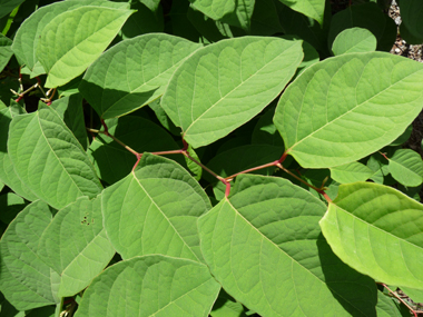 Feuilles alternes tronquées à la base, longues de 15 à 20 cm et ovales ...