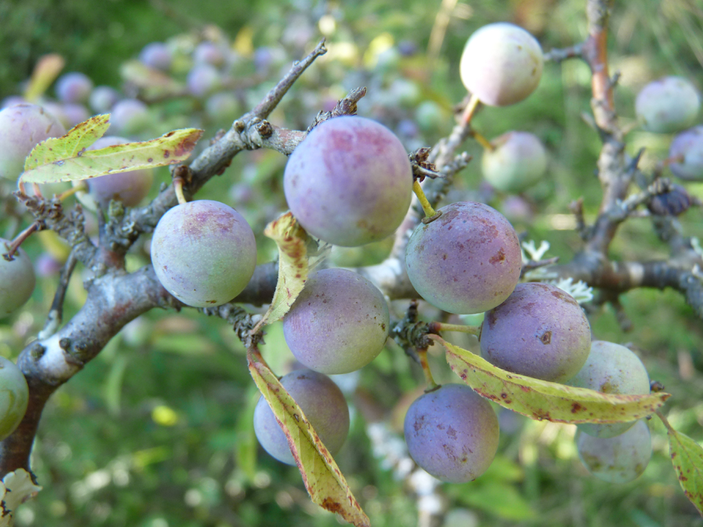 Photographie de prunellier, prunus spinosa, rosacées, prise par Denis ...