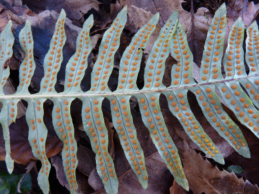 Photographie de Polypode vulgaire, Polypodium vulgare, polypodiacées ...