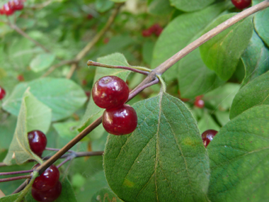 Fruits de couleur rouge à maturité mais peuvent exceptionnellement être ...
