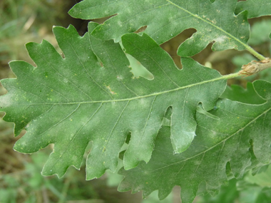 Feuilles alternes pétiolées de 6 à 10 cm, glabres sur la face ...