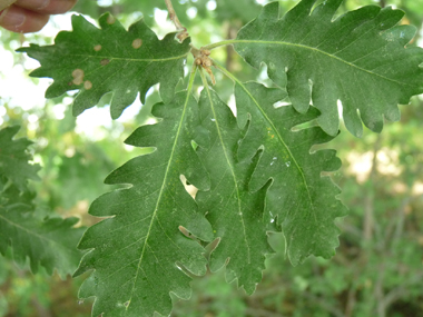 Feuilles alternes pétiolées de 6 à 10 cm, glabres sur la face ...