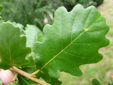 Feuilles alternes pétiolées de 6 à 10 cm, glabres sur la face ...