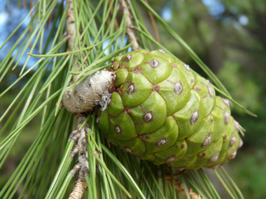 Fruits de forme ovoïde et de petite taille (4 à 8 cm de long) portés ...