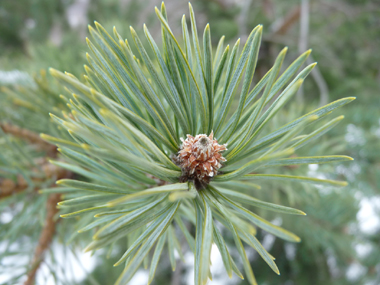 Aiguilles vrillées de 4 à 8 cm de long, groupées par 2 et de couleur ...
