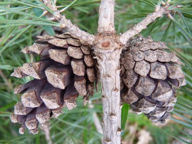 Fruits de forme ovoïde et de petite taille (4 à 8 cm de long) portés ...