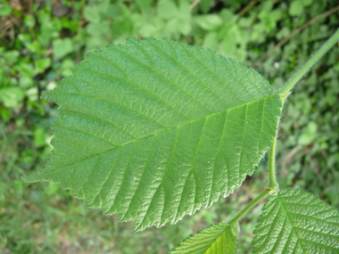 Grandes feuilles alternes (10 à 15 cm), dentées et présentant ...