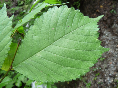 Grandes feuilles alternes (10 à 15 cm), dentées et présentant ...