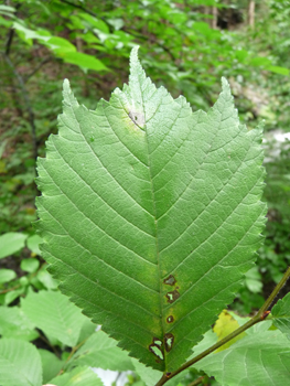 Grandes feuilles alternes (10 à 15 cm), dentées et présentant ...