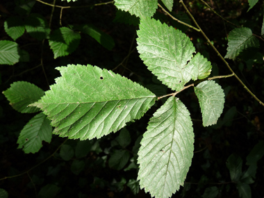 Grandes feuilles alternes (10 à 15 cm), dentées et présentant ...