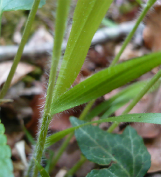 Tige simple dressée et poilue. Agrandir dans une nouvelle fenêtre (ou ...