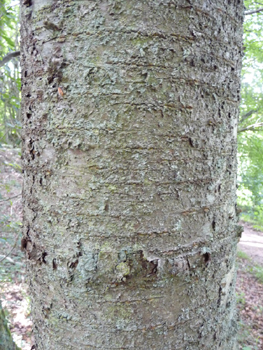 Tronc dont l'écorce brun rouge se déroule en lanières horizontales ...