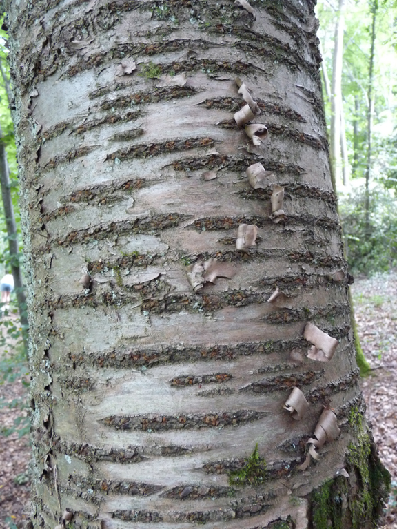 Photographie de merisier, prunus avium, rosacées prise par Denis Placé ...