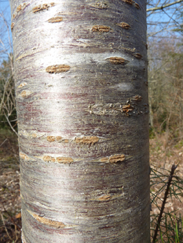 Tronc dont l'écorce brun rouge se déroule en lanières horizontales ...