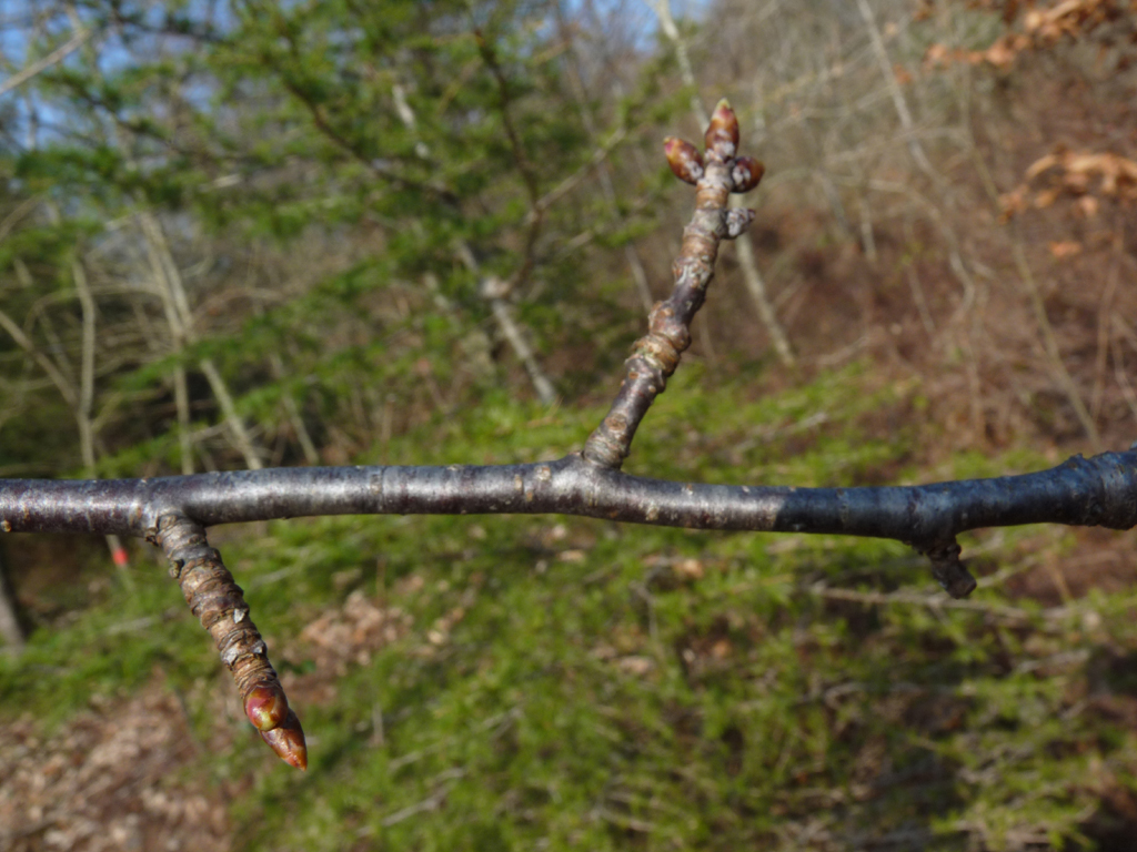 Photographie de merisier, prunus avium, rosacées prise par Denis Placé ...
