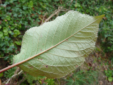 Verso de la feuille. Agrandir dans une nouvelle fenêtre (ou onglet)