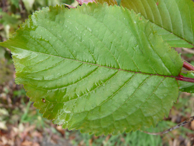 Feuilles alternes caduques et pendantes, grandes et dentées, pétiolées ...