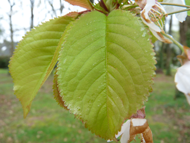 Feuilles alternes caduques et pendantes, grandes et dentées, pétiolées ...