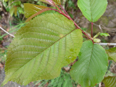 Feuilles alternes caduques et pendantes, grandes et dentées, pétiolées ...