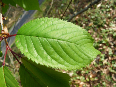 Feuilles alternes caduques et pendantes, grandes et dentées, pétiolées ...