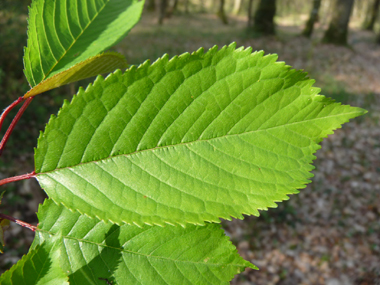 Feuilles alternes caduques et pendantes, grandes et dentées, pétiolées ...