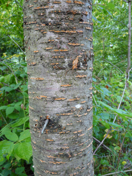Tronc dont l'écorce brun rouge se déroule en lanières horizontales ...