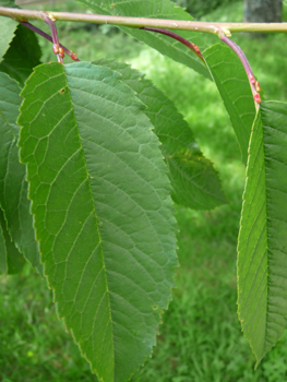 Feuilles alternes caduques et pendantes, grandes et dentées, pétiolées ...