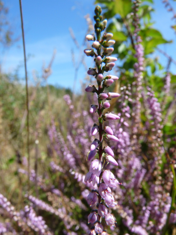 Photographie de Callune, calluna vulgaris, éricacées réalisée par Denis ...