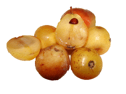 Photographie de cormier, sorbus domestica, rosacées prise par Denis ...