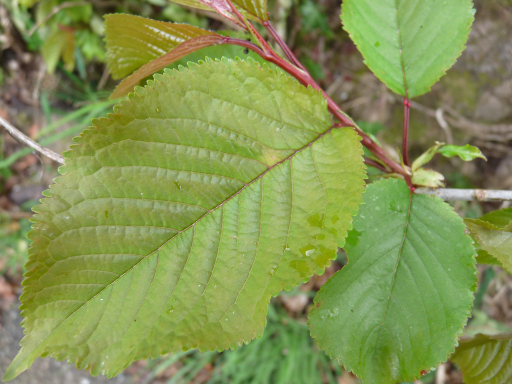 Photographie de merisier, prunus avium, rosacées prise par Denis Placé ...