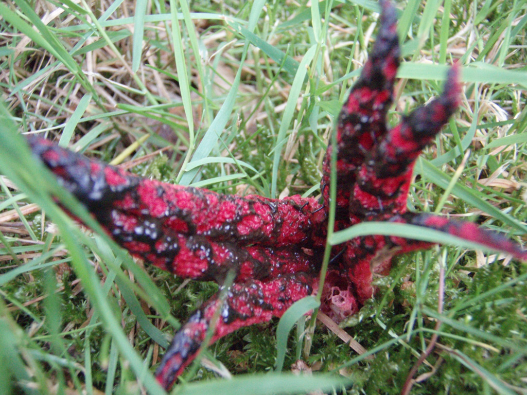 Photographie d'Anthurus Archer, Anthurus archeri, clathracées prise par ...