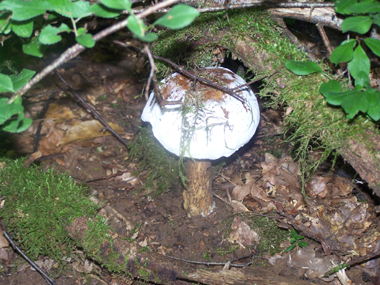 Bolet rude, Leccinum scabrum, BOLÉTACÉES, description et photographies ...