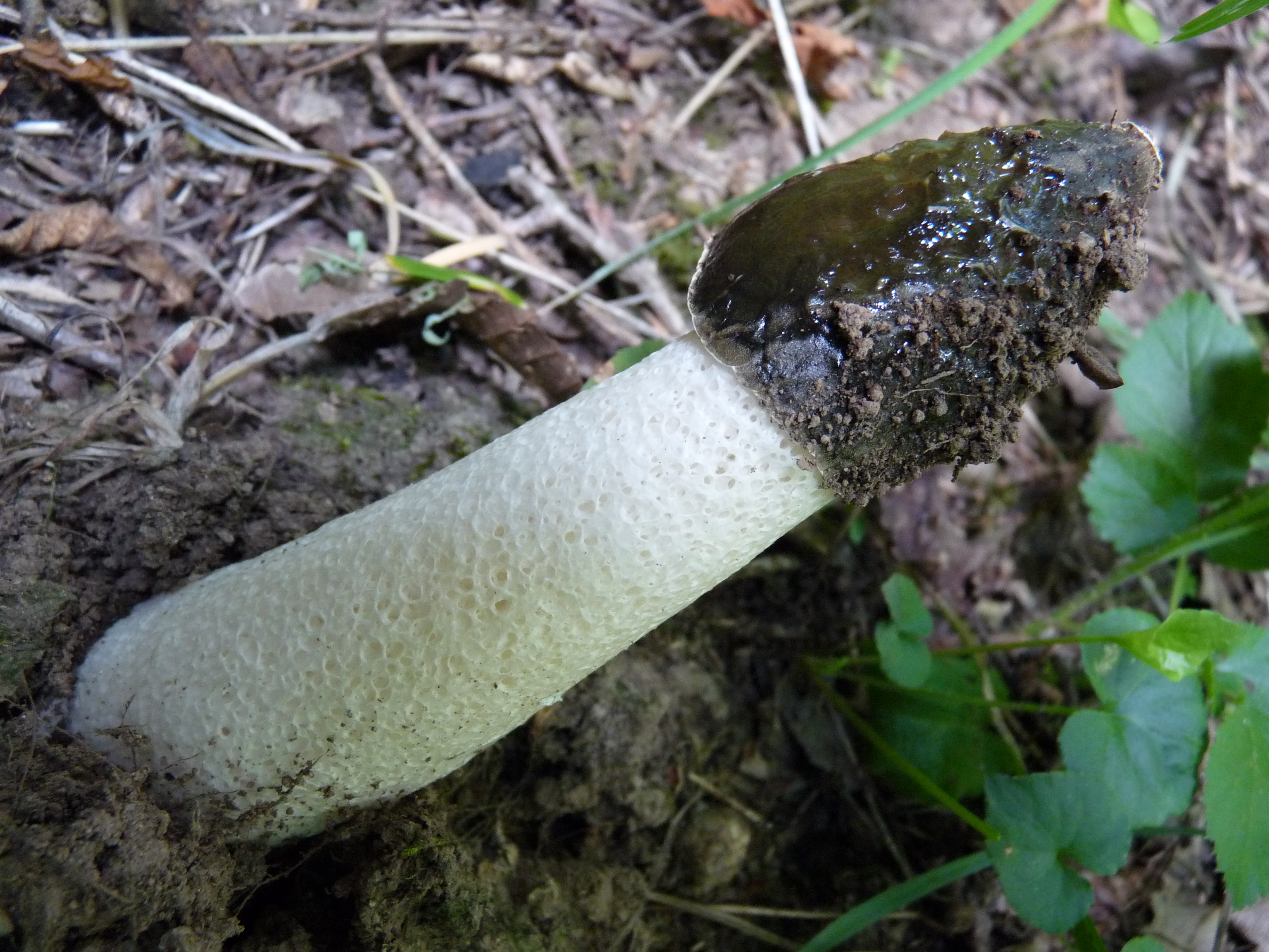 Photographie de satyre puant, Amanita pantherina, Agaricacées prise par ...